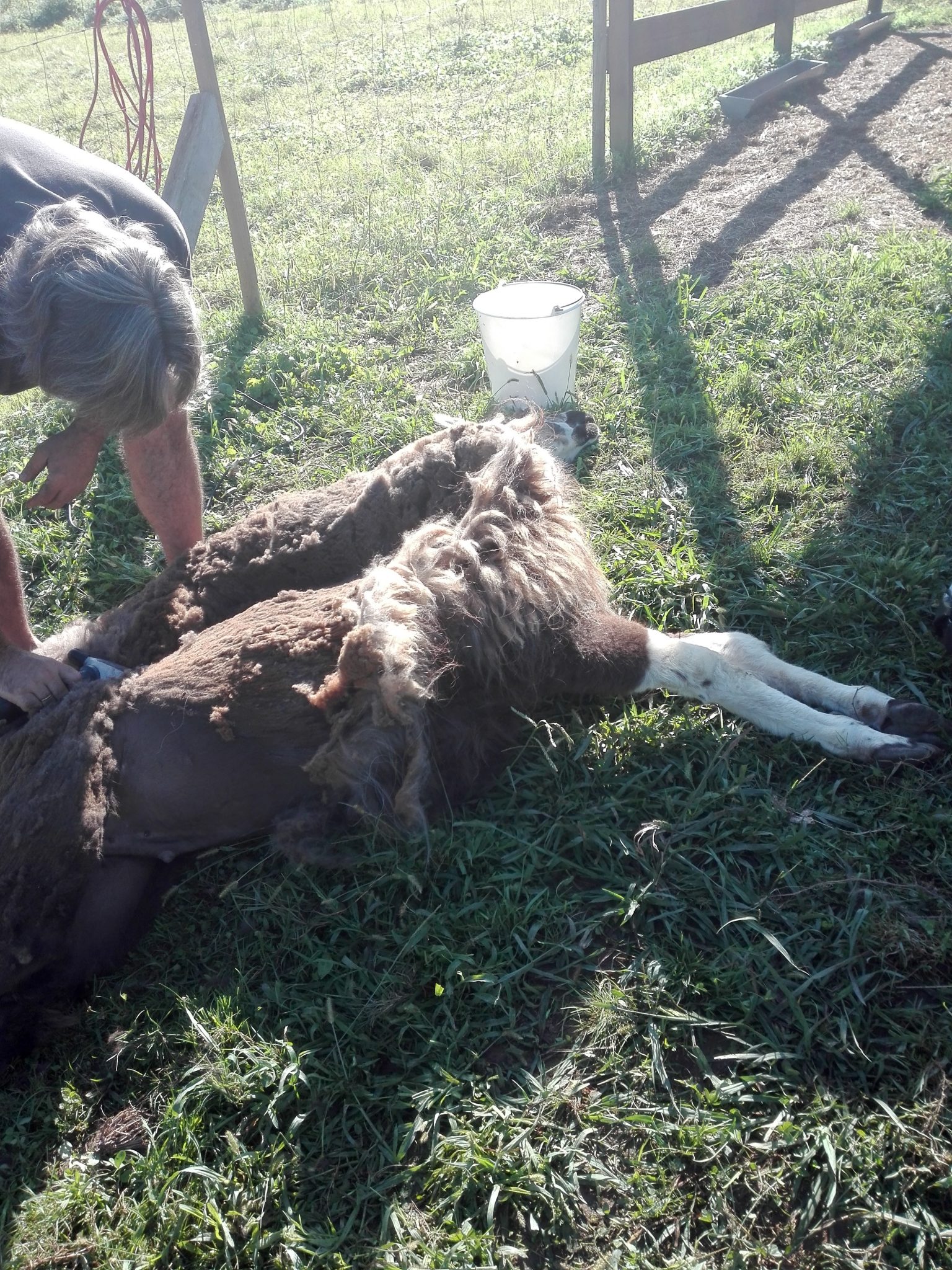 El proceso de esquilado de alpacas: cuidado, beneficios y usos del pelo ...