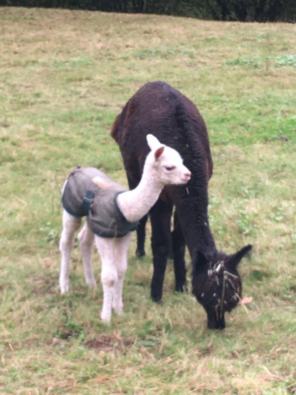 Alimentación Alpacas - Alpacas de la Tierruca - Ganadería de Alpacas de ...