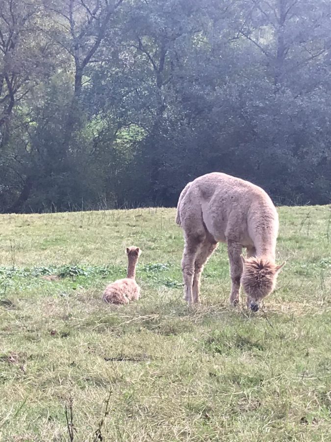 El ciclo de la vida: montas y partos de alpacas - Alpacas de la ...