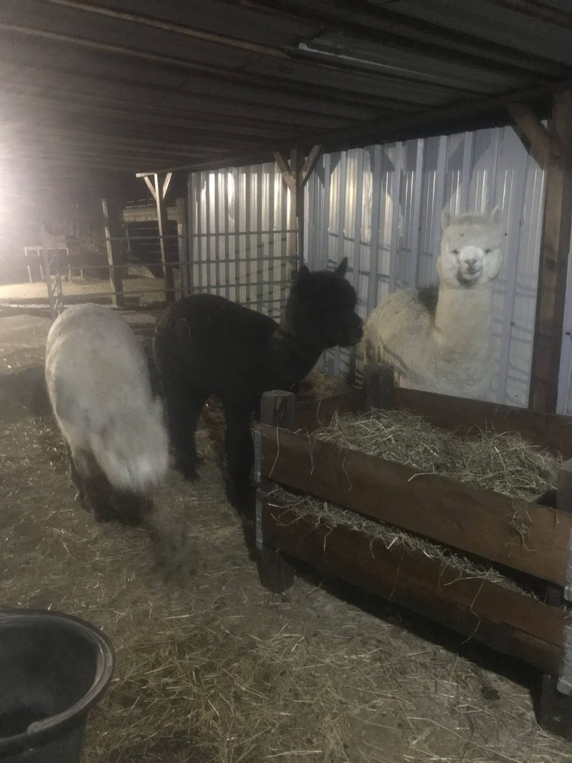 Llega la primavera y llegan nuevas alpacas - Alpacas de la Tierruca ...