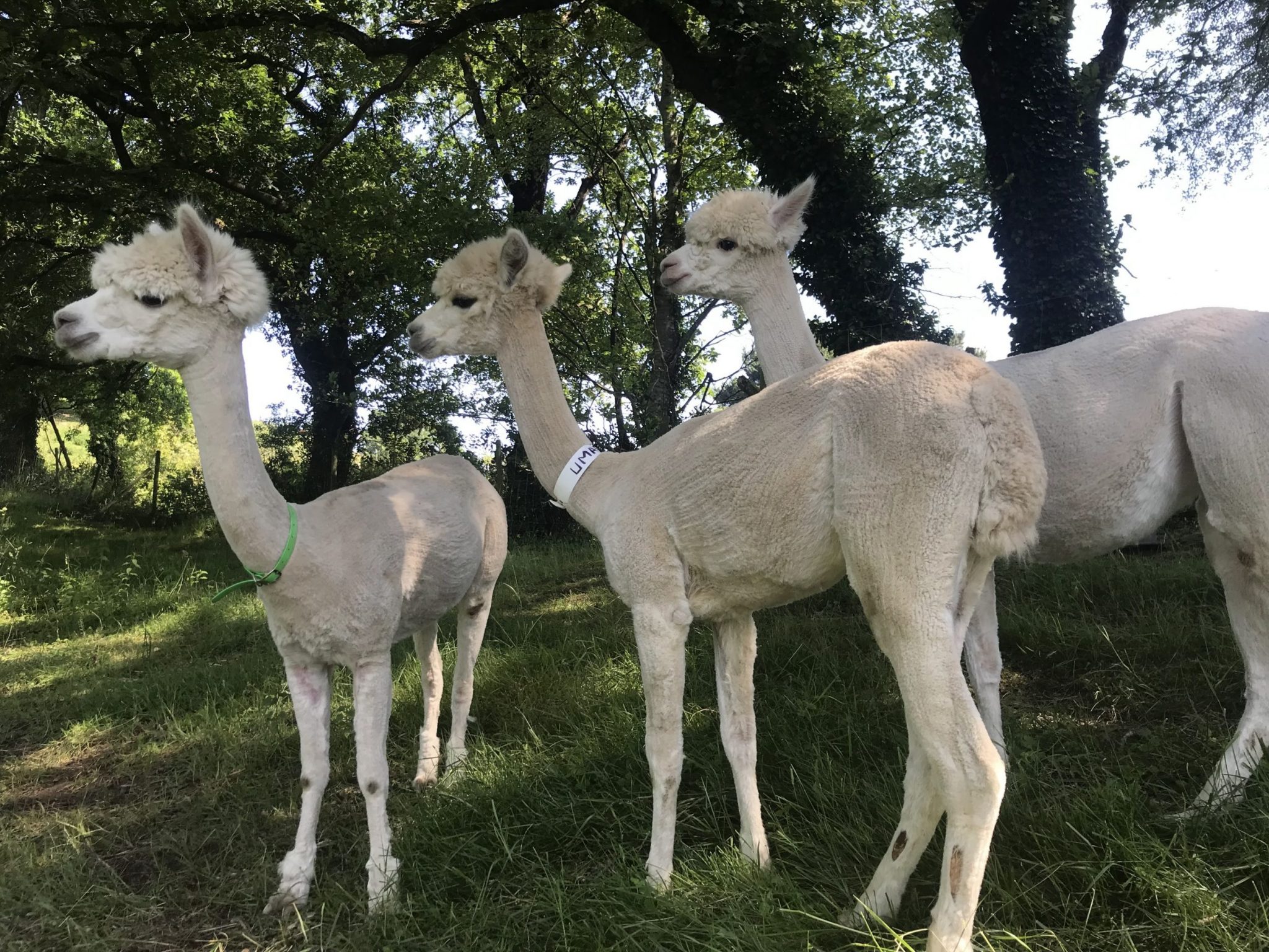 El proceso de esquilado de alpacas: cuidado, beneficios y usos del pelo ...