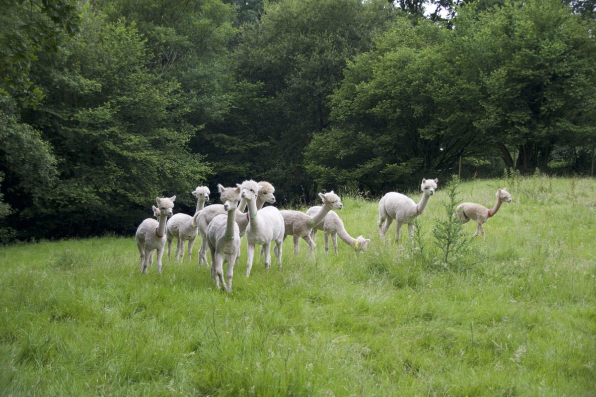 El proceso de esquilado de alpacas: cuidado, beneficios y usos del pelo ...