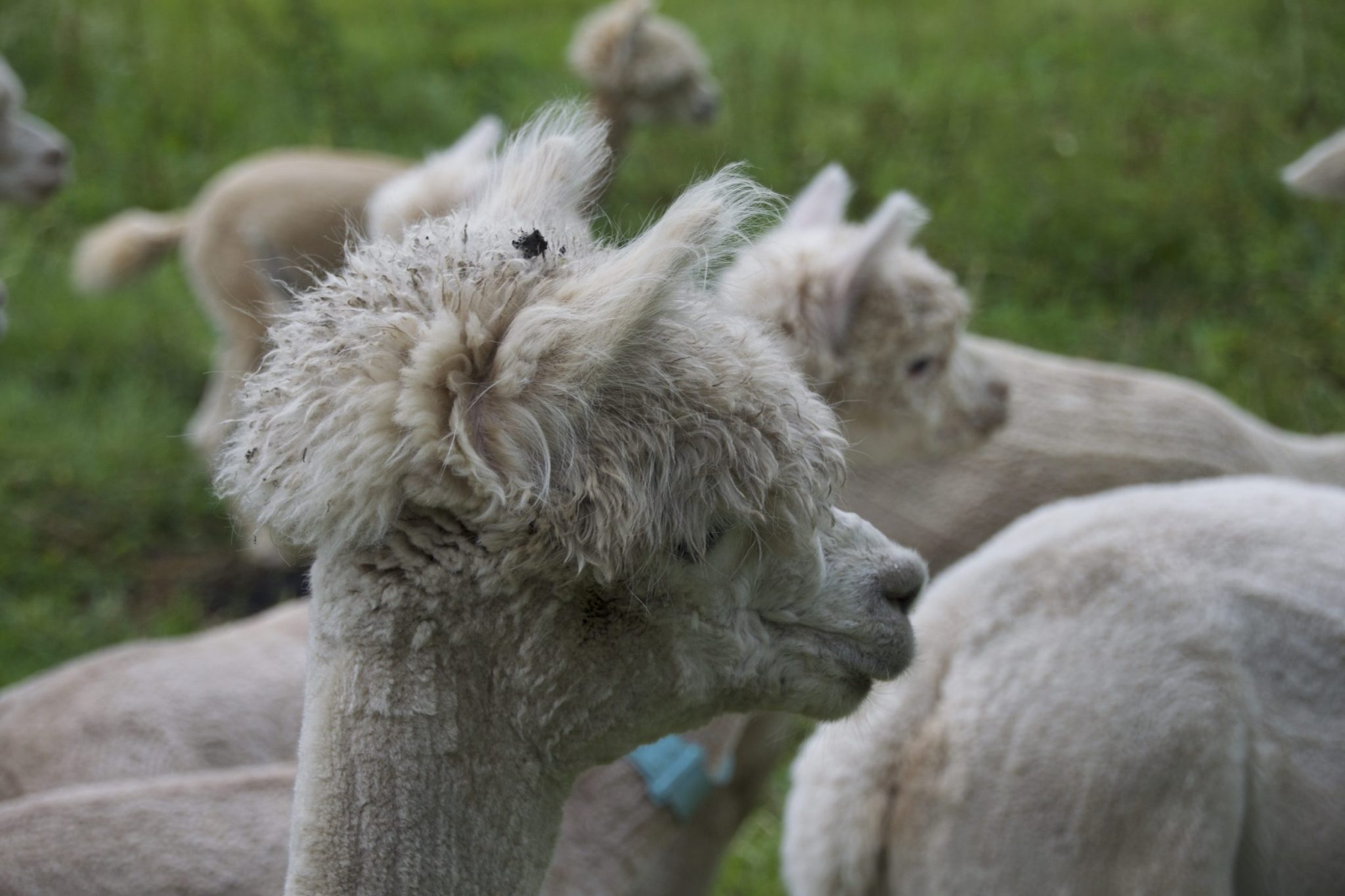 El proceso de esquilado de alpacas: cuidado, beneficios y usos del pelo ...