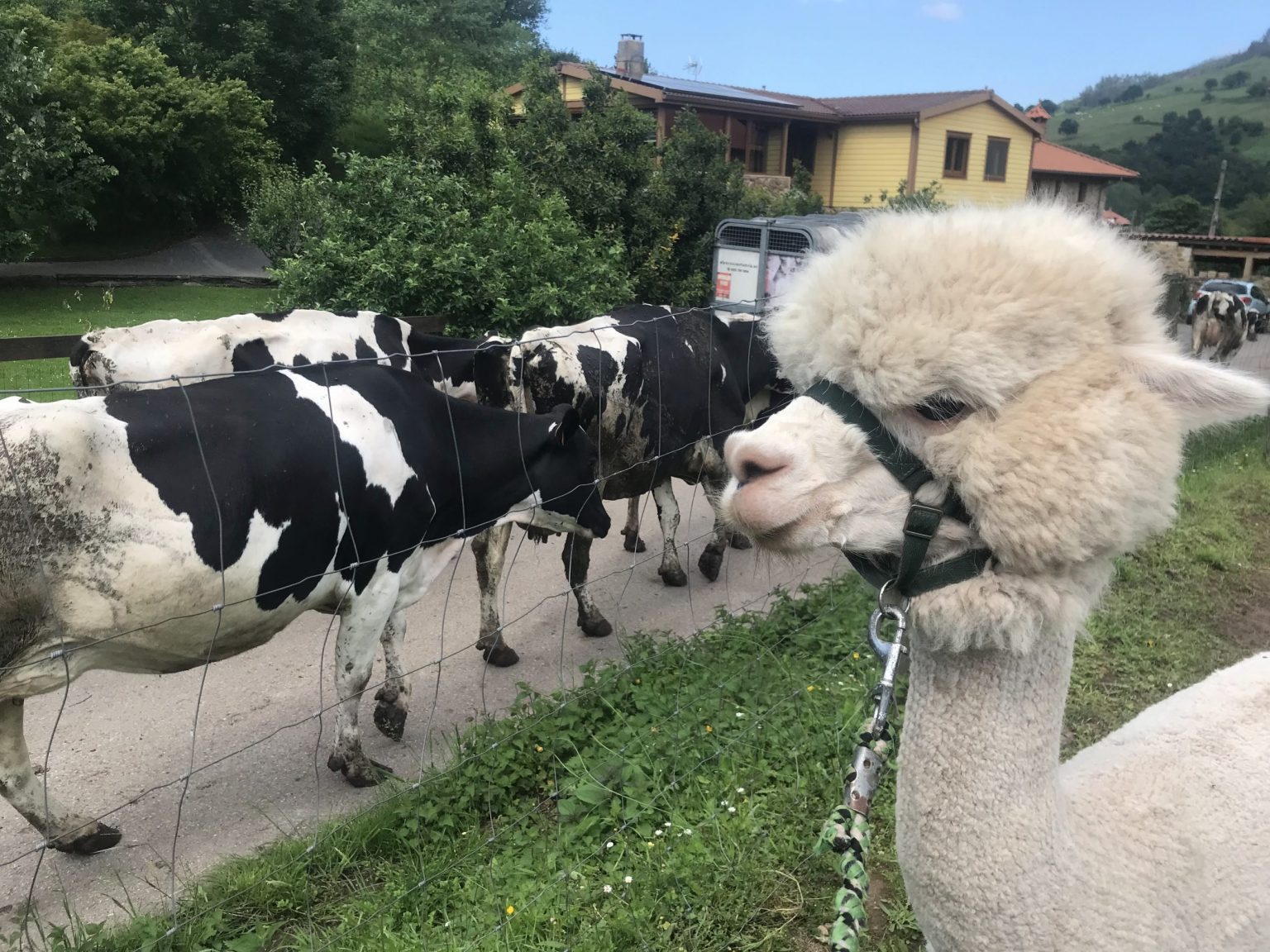El proceso de esquilado de alpacas: cuidado, beneficios y usos del pelo ...