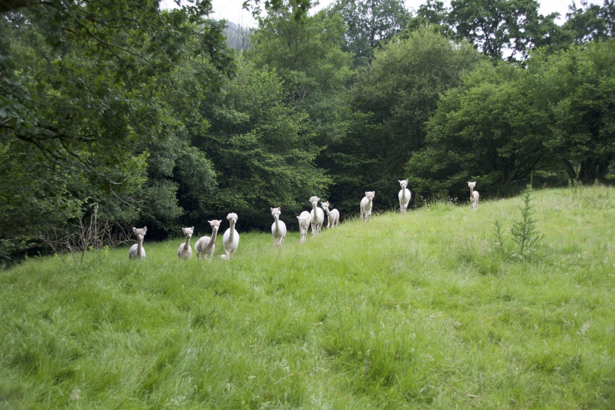 El proceso de esquilado de alpacas: cuidado, beneficios y usos del pelo ...