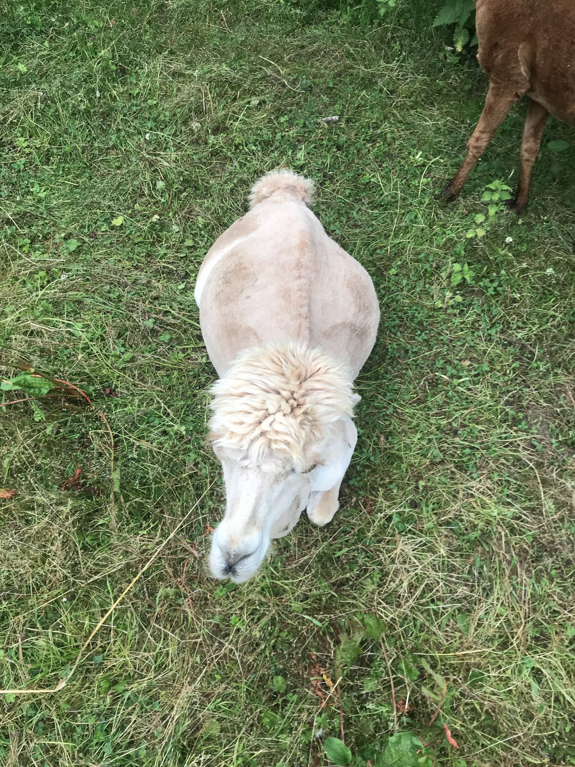 El milagro del embarazo en las alpacas: Un viaje lleno de cuidado y ...