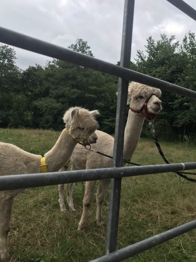 Domesticación de las alpacas y su entrenamiento con cabezada: Un ...