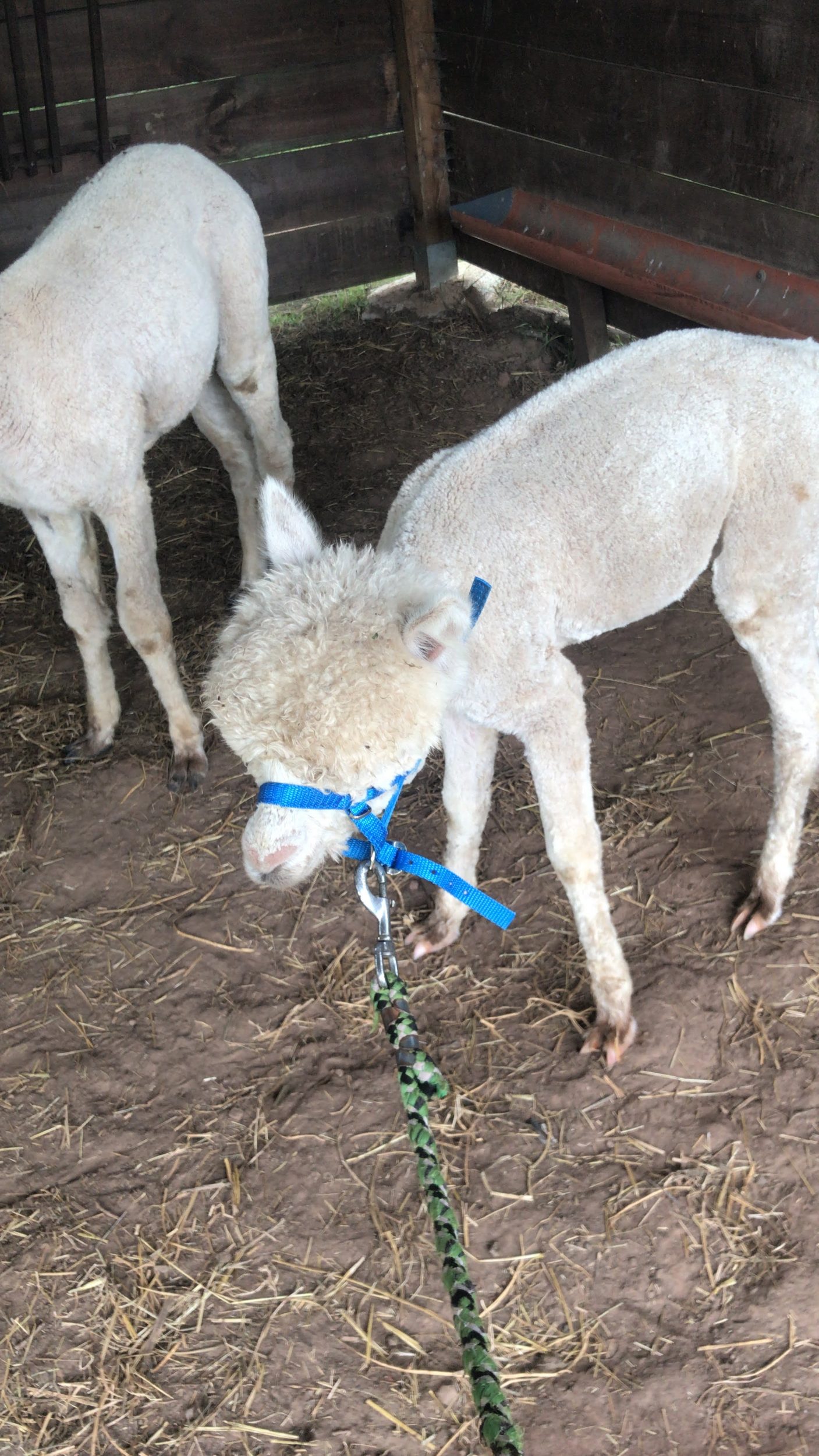 Domesticación de las alpacas y su entrenamiento con cabezada: Un ...