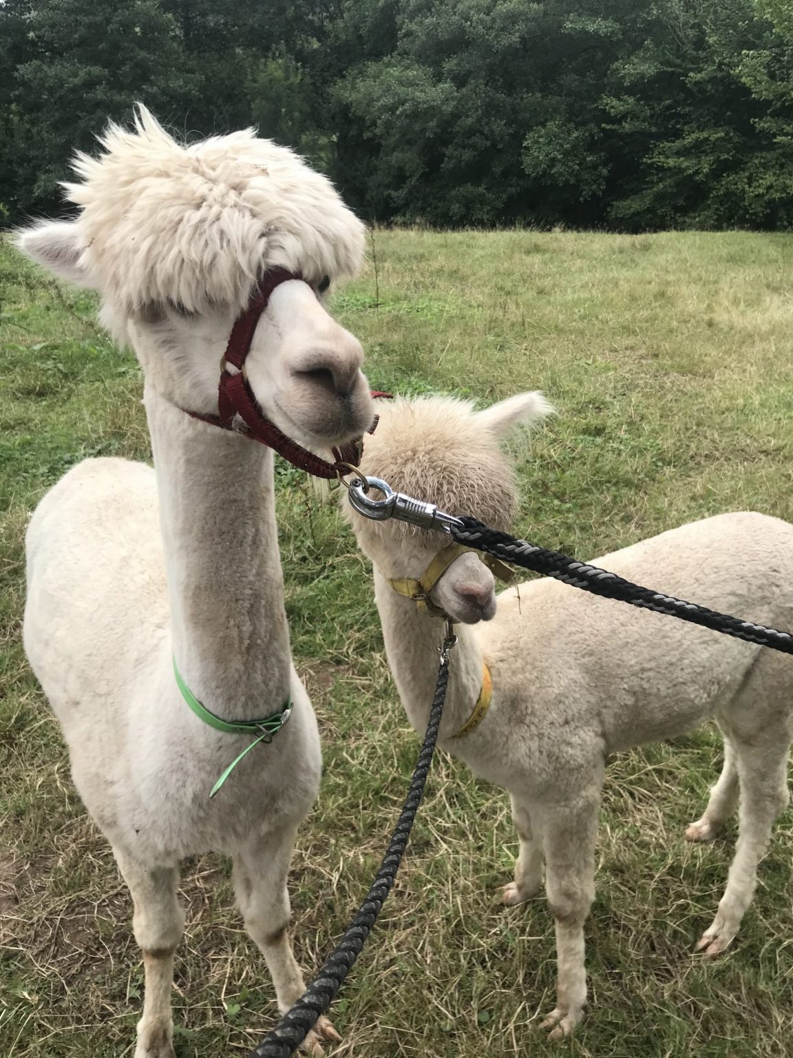 Domesticación de las alpacas y su entrenamiento con cabezada: Un ...