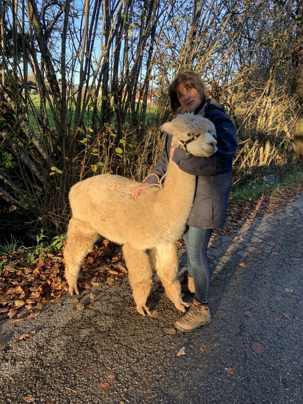 Explorando las Maravillas de la Fibra de Alpaca: Un Tesoro Natural ...